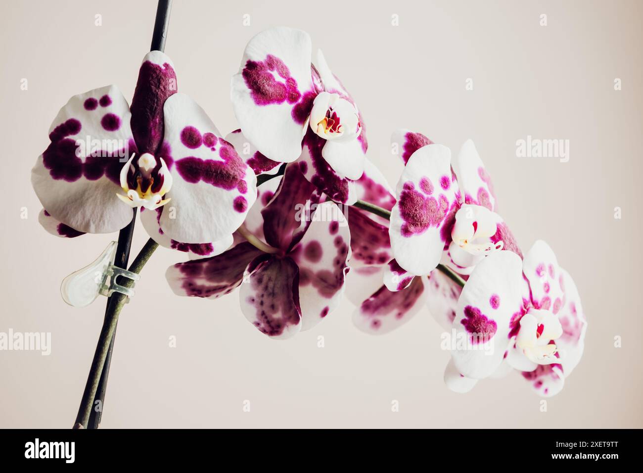 Purple spotted phalaenopsis orchid, flowers close-up Stock Photo - Alamy