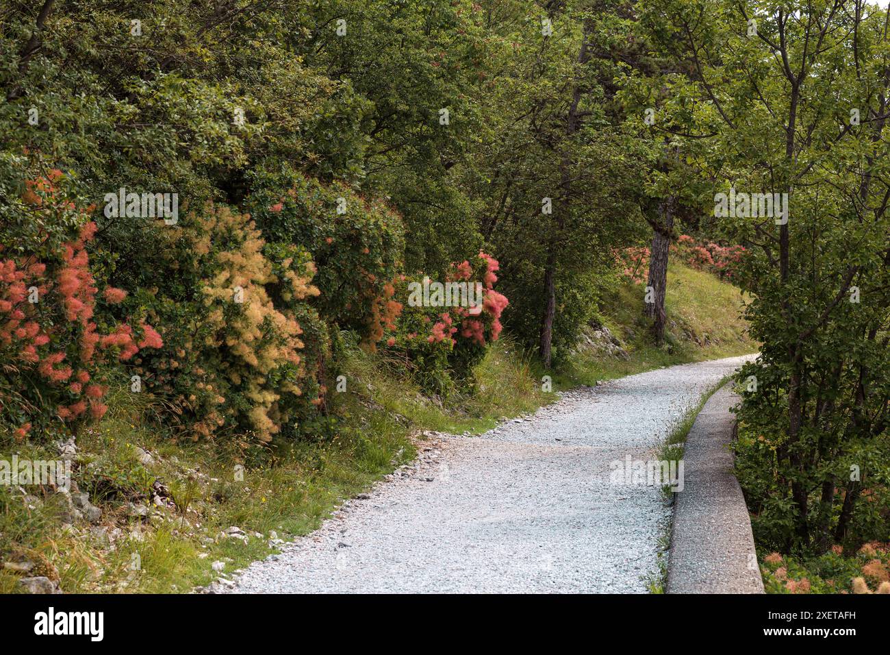 Path of Napoleonica path with Flowering wig shrub (Cotinus coggygria ...