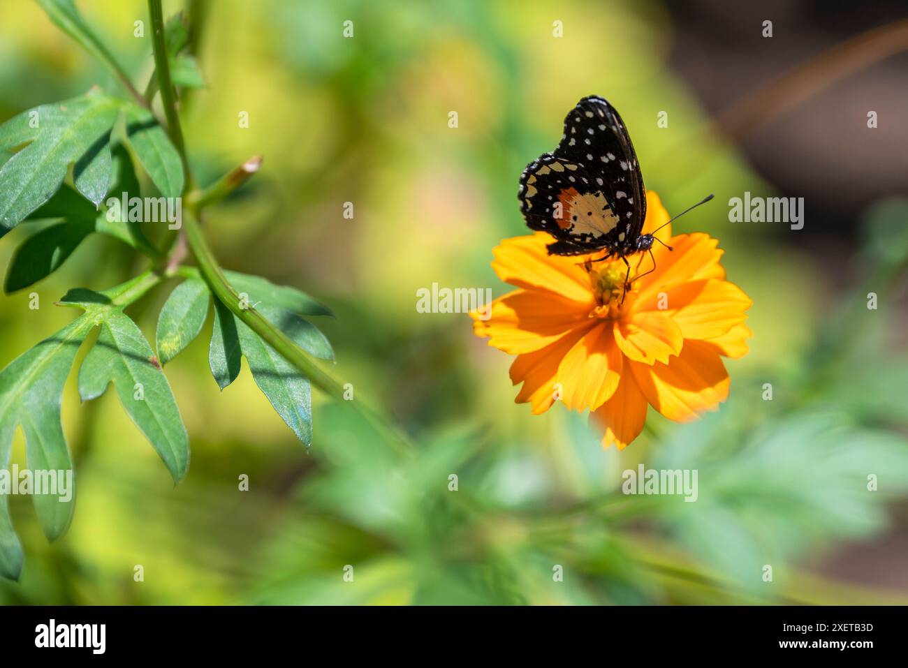 Chlosyne janais, the crimson patch or janais patch butterfly, Spirogyra ...