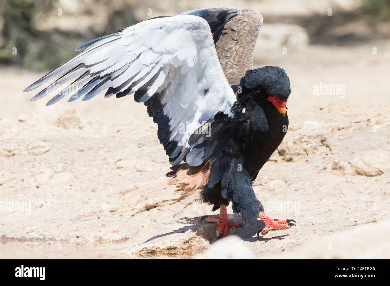 Female Bateleur Eagle (Terathopius ecaudatus) striding with wings raised at waterhole Kgalagadi ...