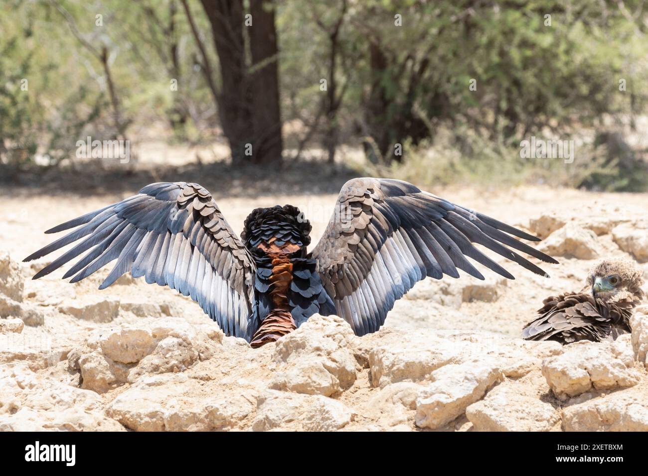 Female Bateleur Eagle stretching her wings in waterhole in semi-desert ...