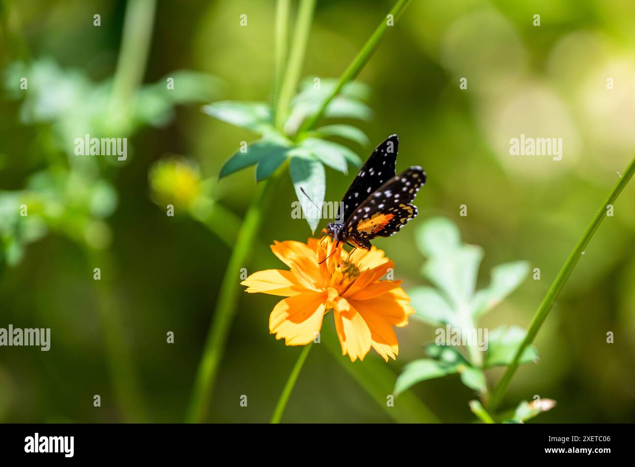 Chlosyne janais, the crimson patch or janais patch butterfly, Spirogyra ...