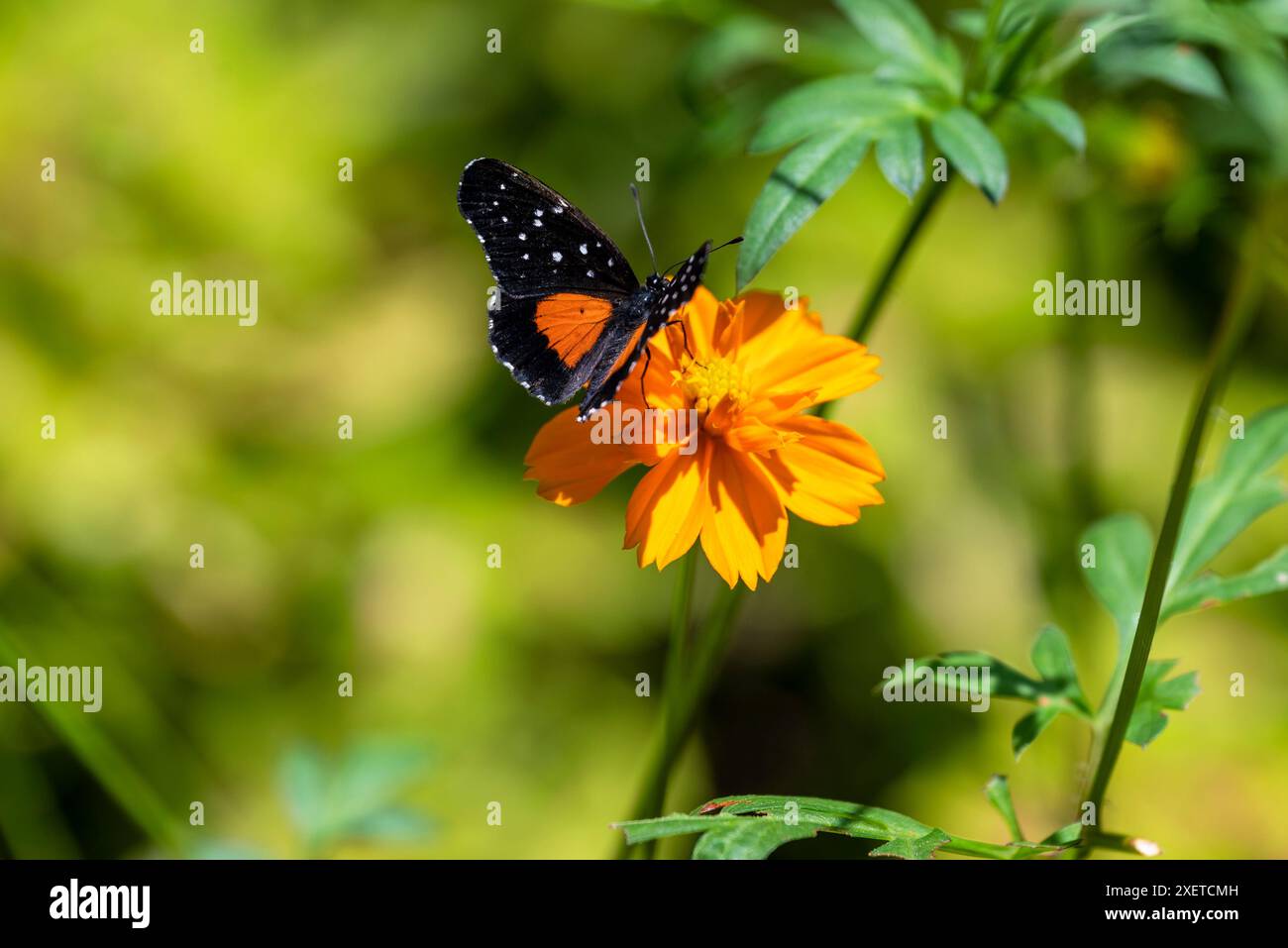 Chlosyne janais, the crimson patch or janais patch butterfly, Spirogyra ...
