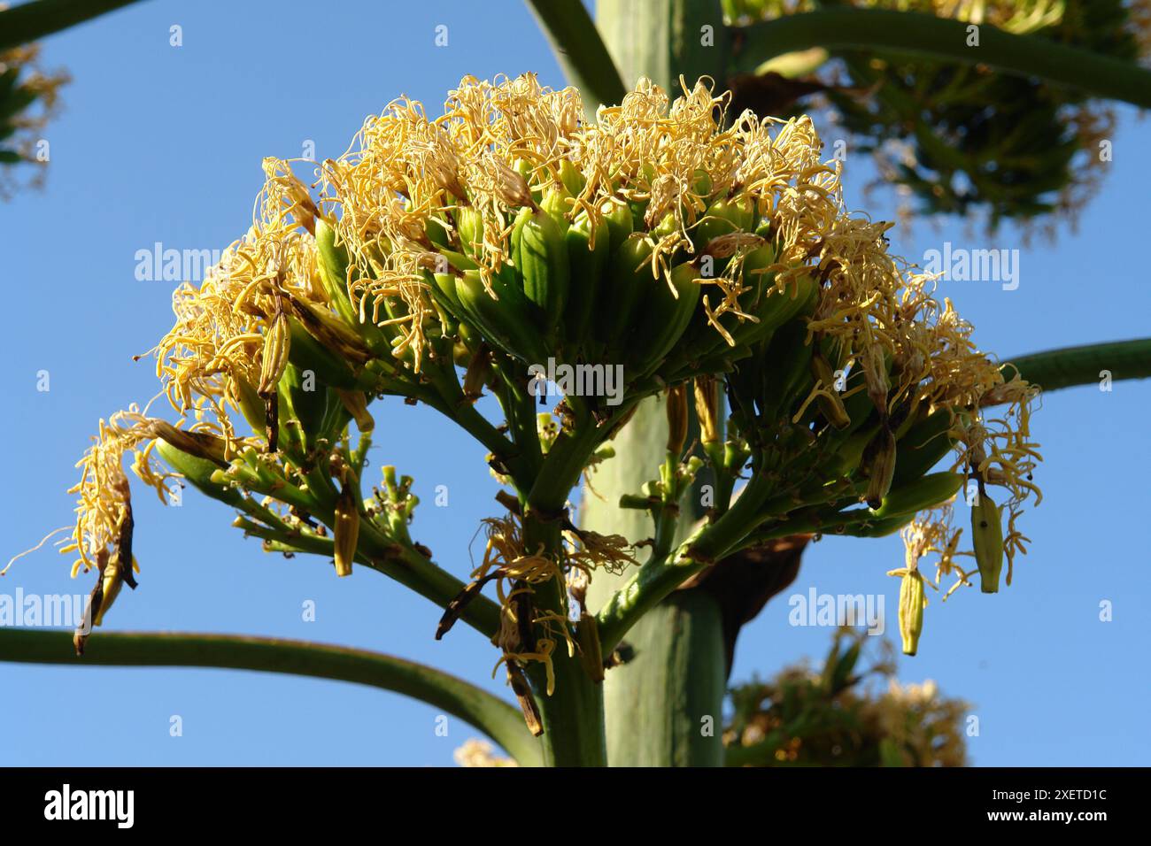 Agave in bloom hi-res stock photography and images - Alamy