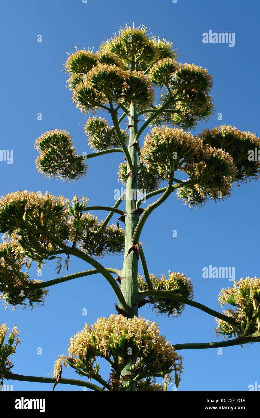 Agave in bloom hi-res stock photography and images - Alamy