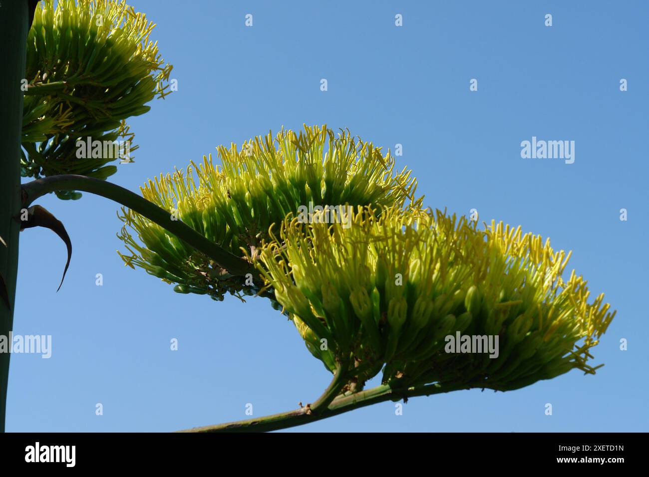 Agave in bloom in Provence Stock Photo - Alamy