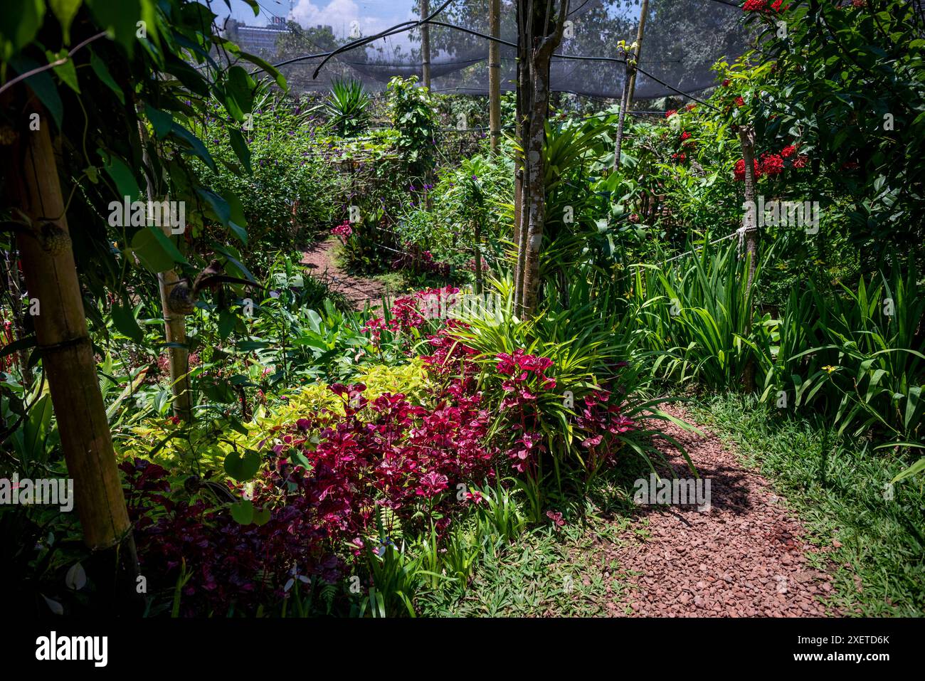 Spirogyra Butterfly Garden, San Jose, Costa, Rica Stock Photo - Alamy