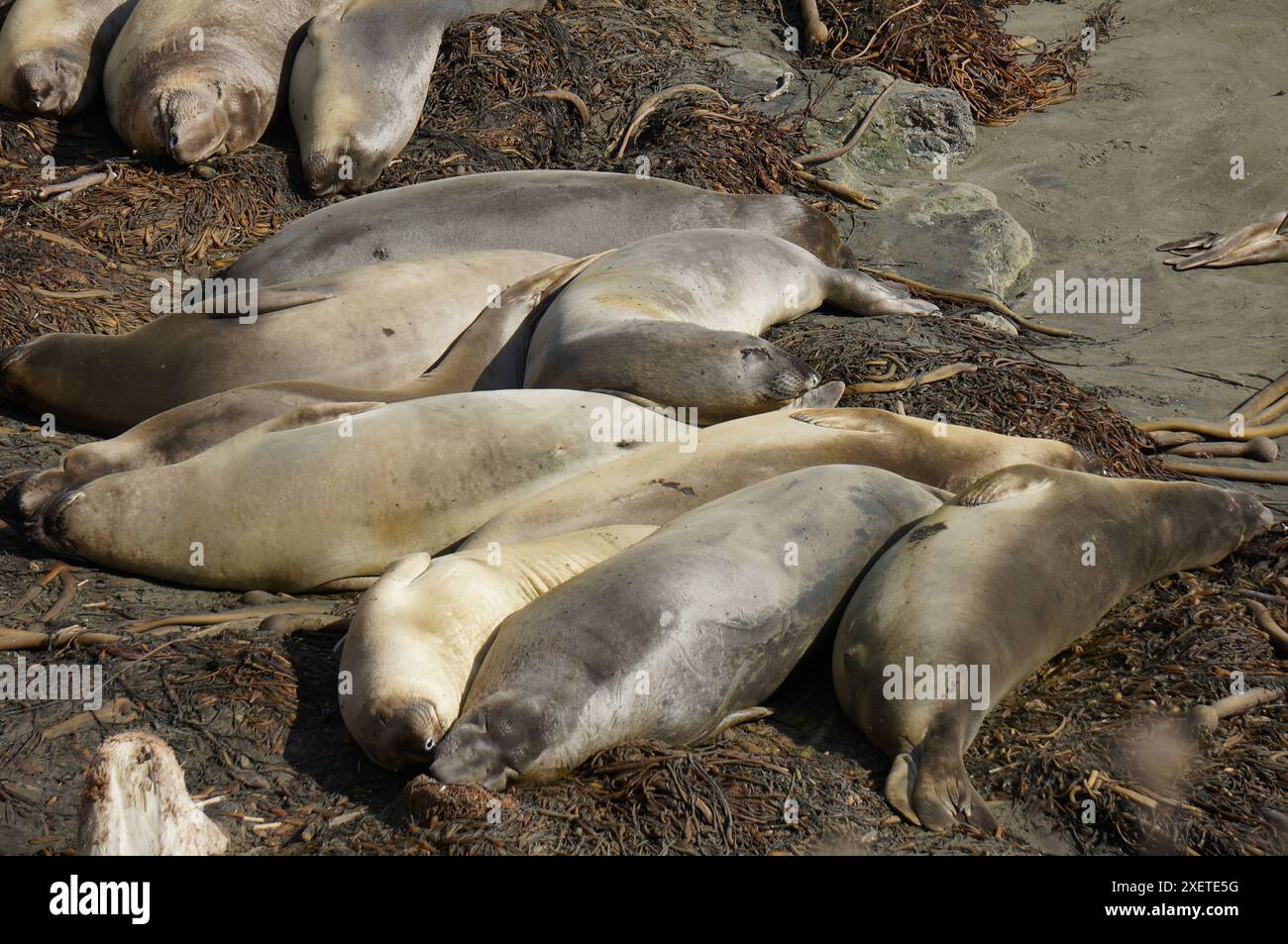 Elephant seals resting on the beach at Piedras Blancas California Stock ...