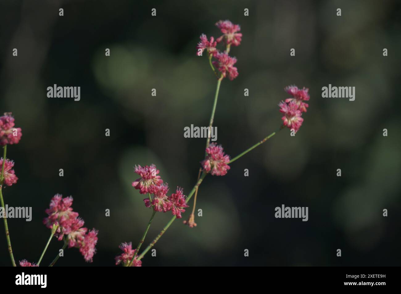 Garden inspiration flowers hi-res stock photography and images - Alamy