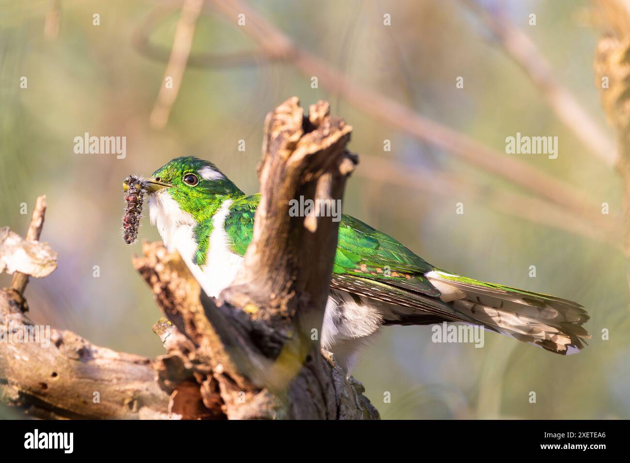 Caterpillars pepper tree moth hi-res stock photography and images - Alamy