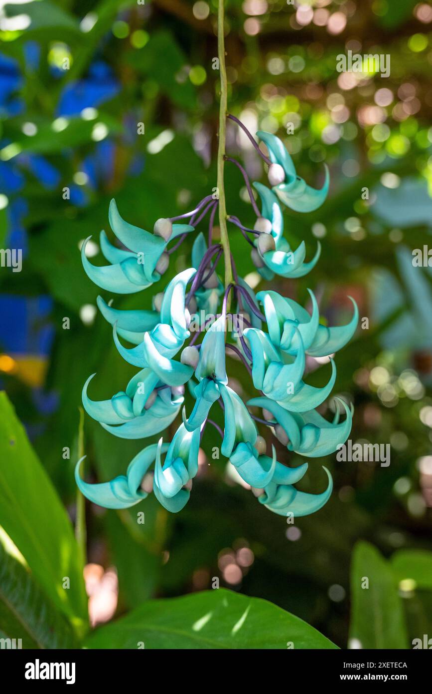 Strongylodon macrobotrys, commonly known as the jade vine, emerald vine ...