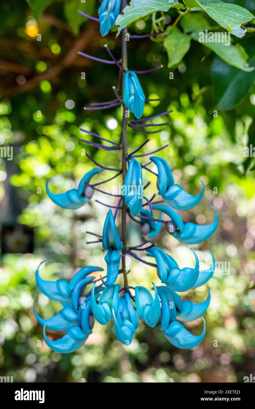 Strongylodon macrobotrys, commonly known as the jade vine, emerald vine, or turquoise jade vine ...