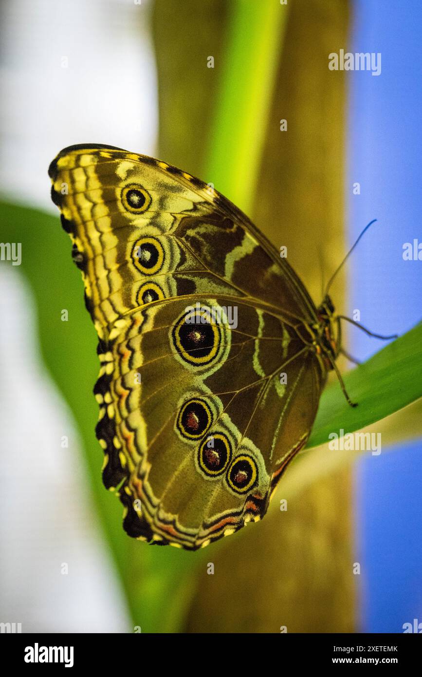 Common blue morpho butterfly wings pattern, side view, Spirogyra ...