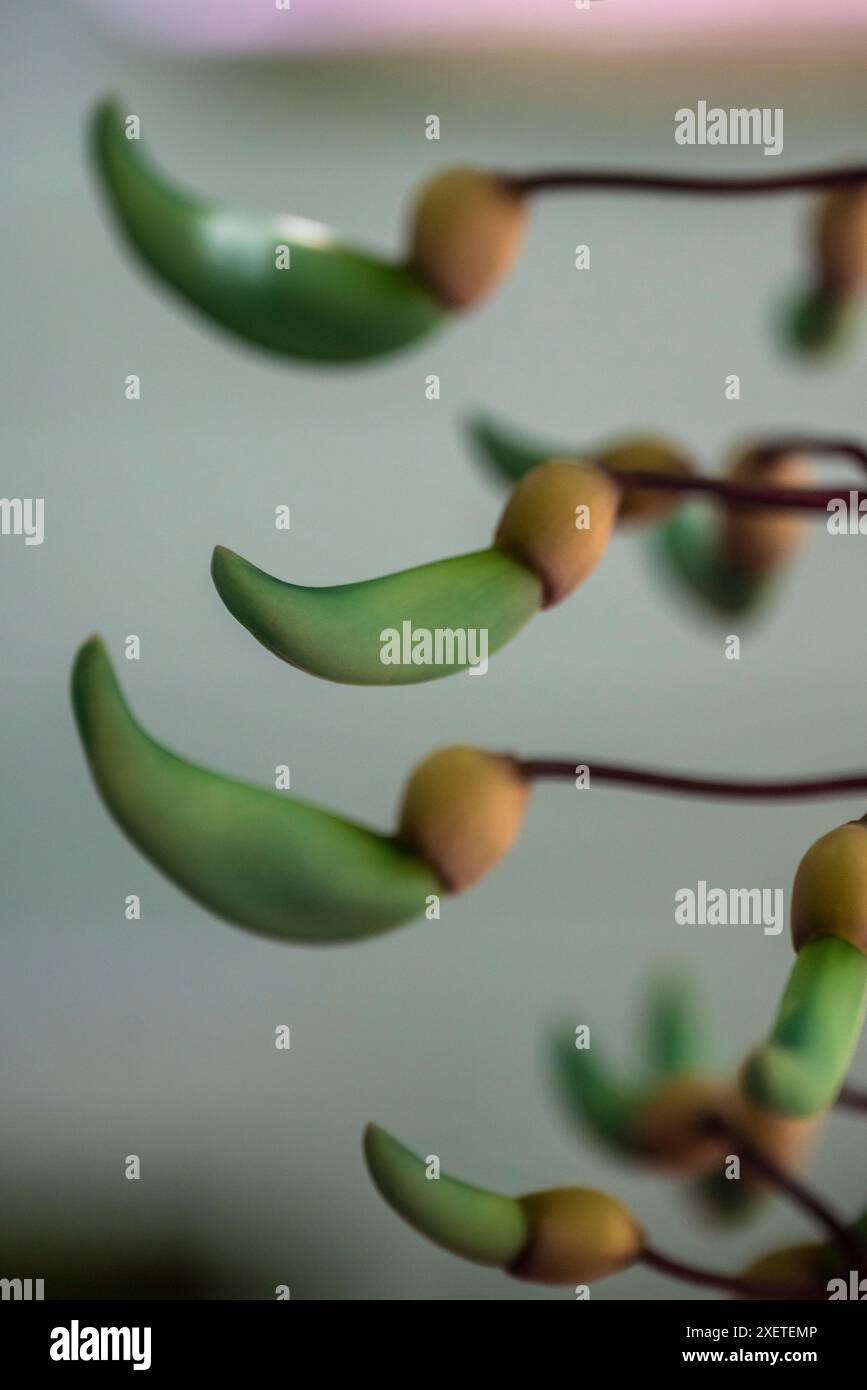 Strongylodon macrobotrys, commonly known as the jade vine, emerald vine ...