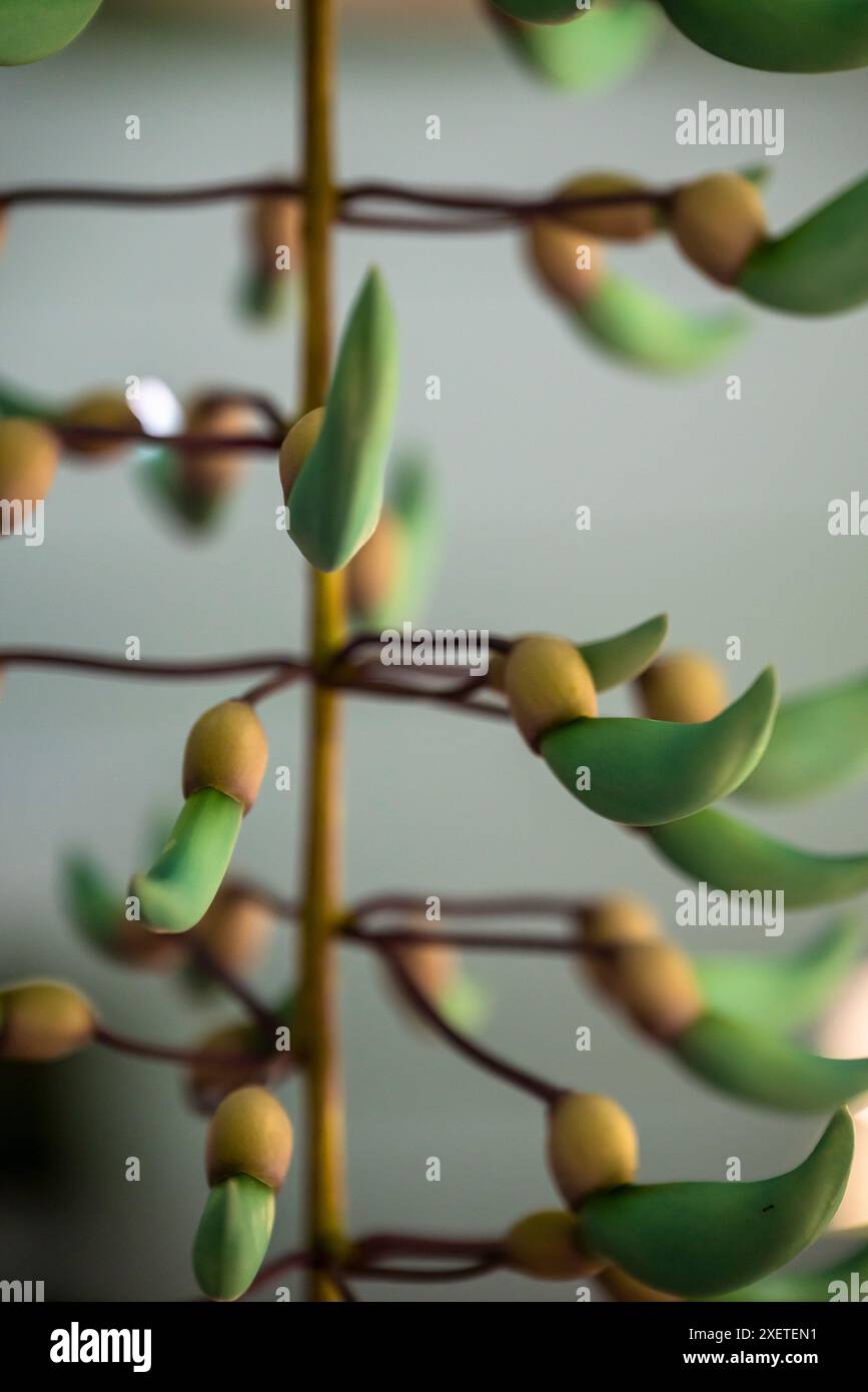 Strongylodon macrobotrys, commonly known as the jade vine, emerald vine ...