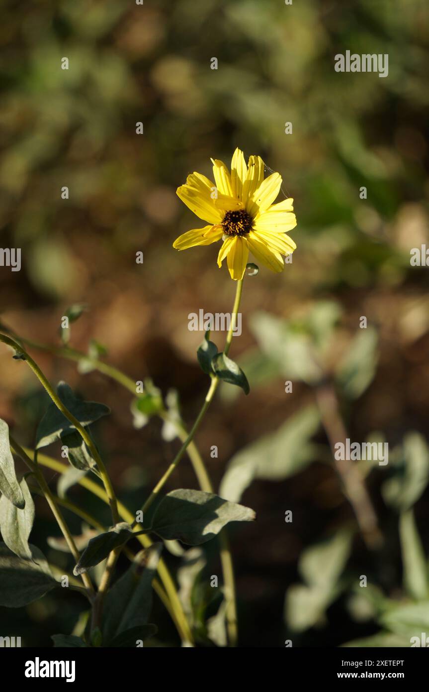 Flowers at the Santa Barbara botanic garden Stock Photo - Alamy