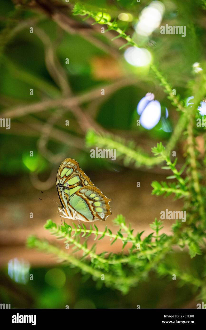 Philaethria dido, the scarce bamboo page or dido longwing butterfly ...