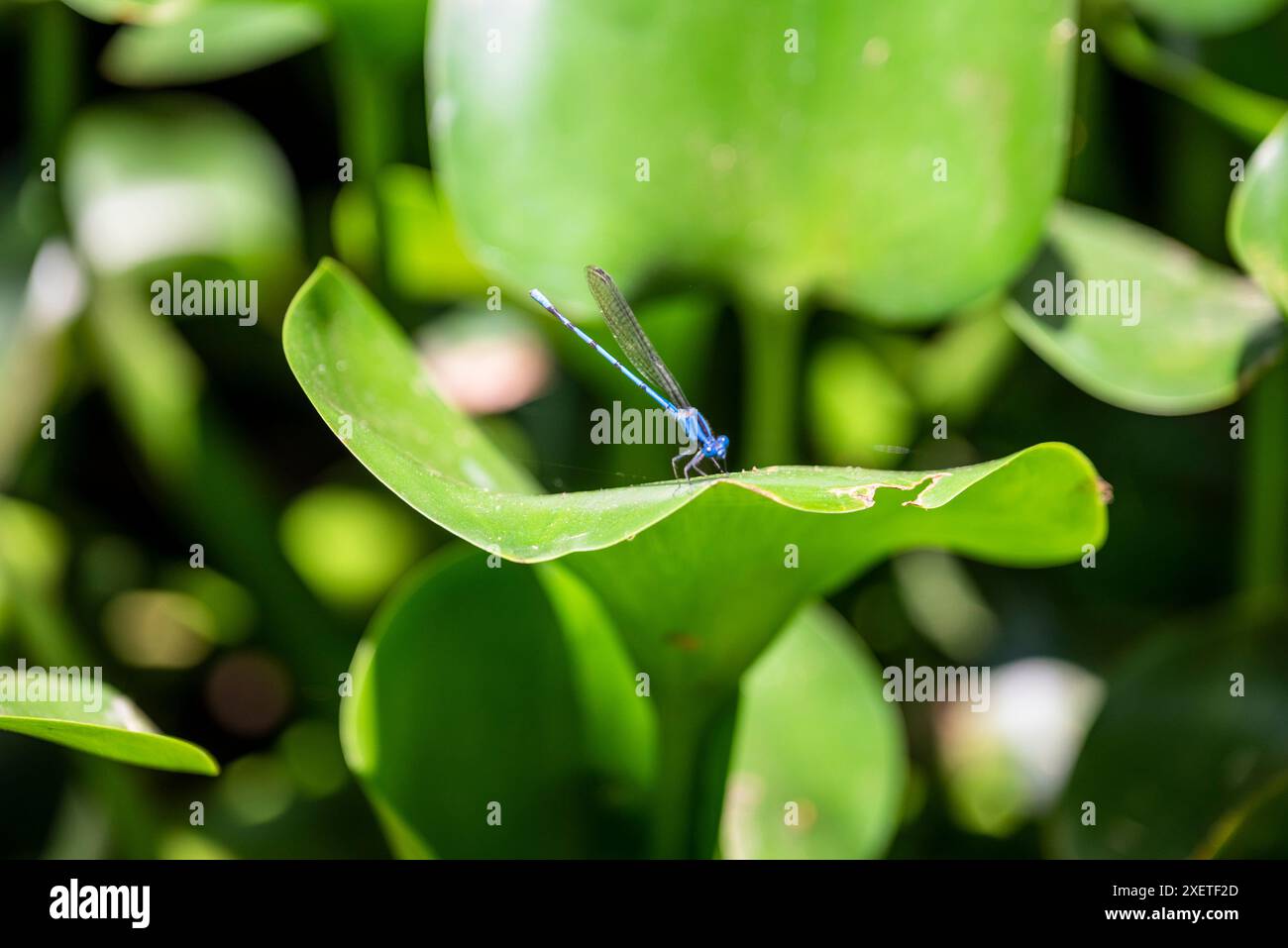 Spirogyra butterfly garden hi-res stock photography and images - Alamy