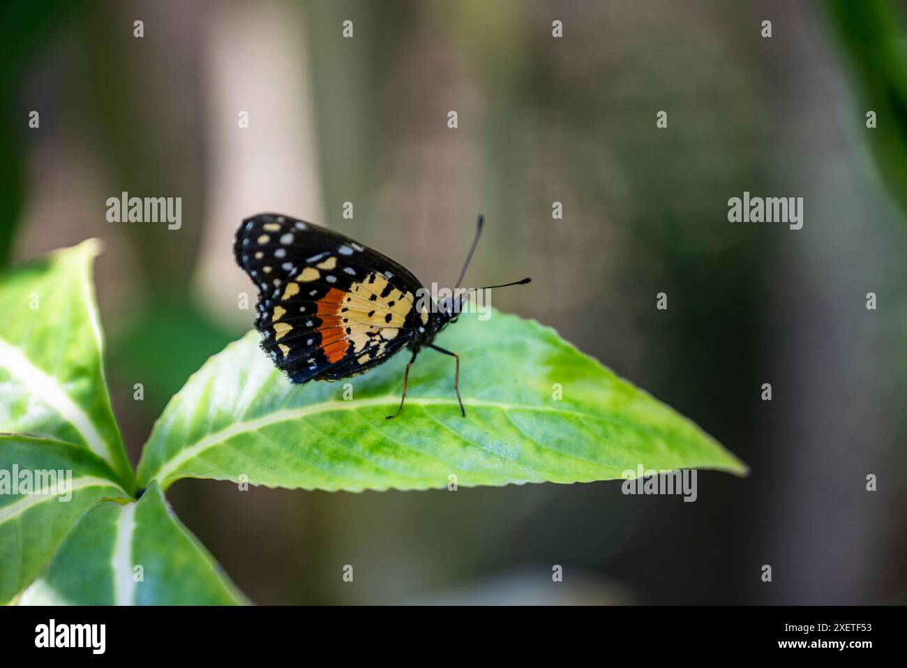 Chlosyne janais, the crimson patch or janais patch butterfly, Spirogyra ...