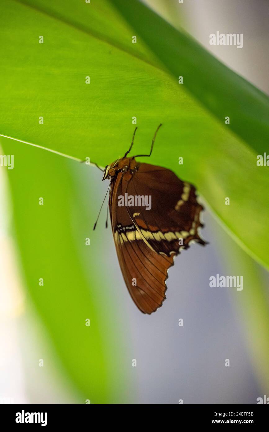 Siproeta epaphus, the rusty-tipped page or brown siproeta, is a New ...