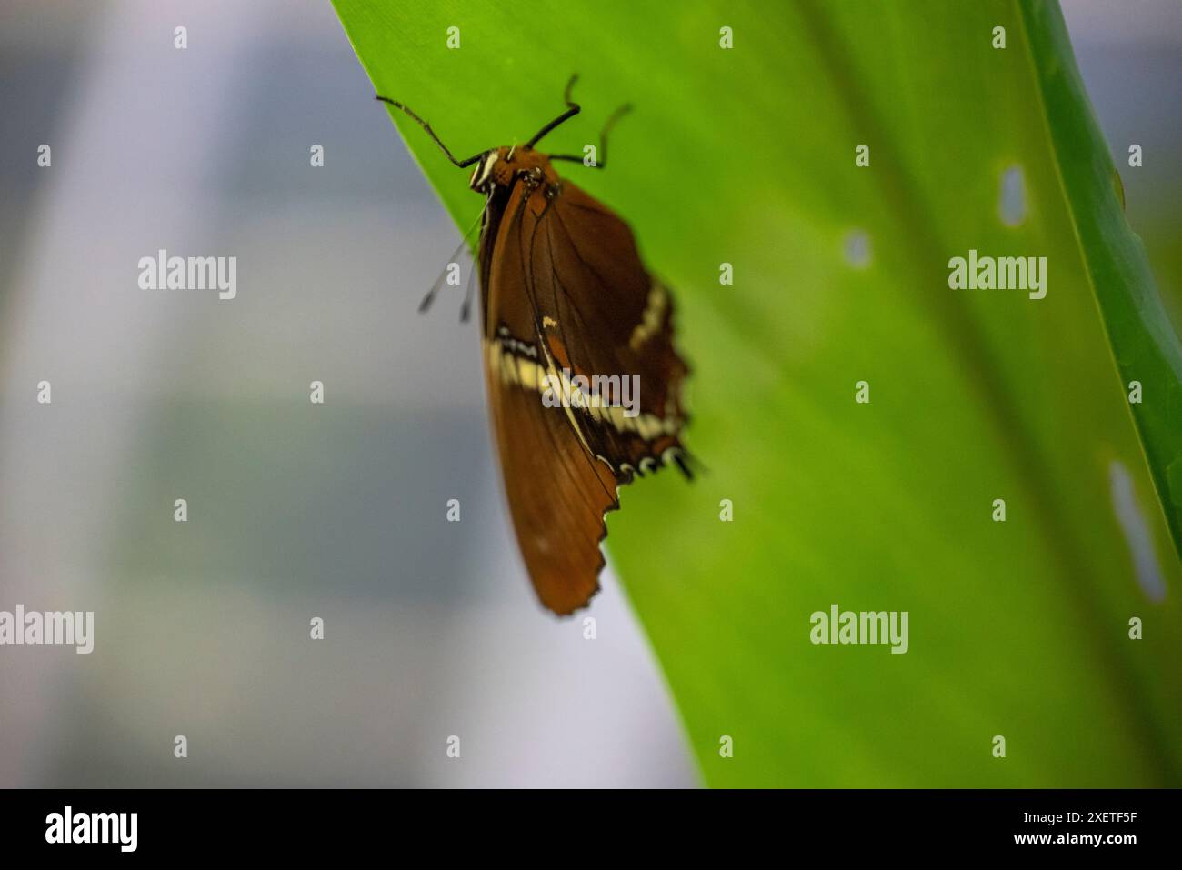Siproeta epaphus, the rusty-tipped page or brown siproeta, is a New ...