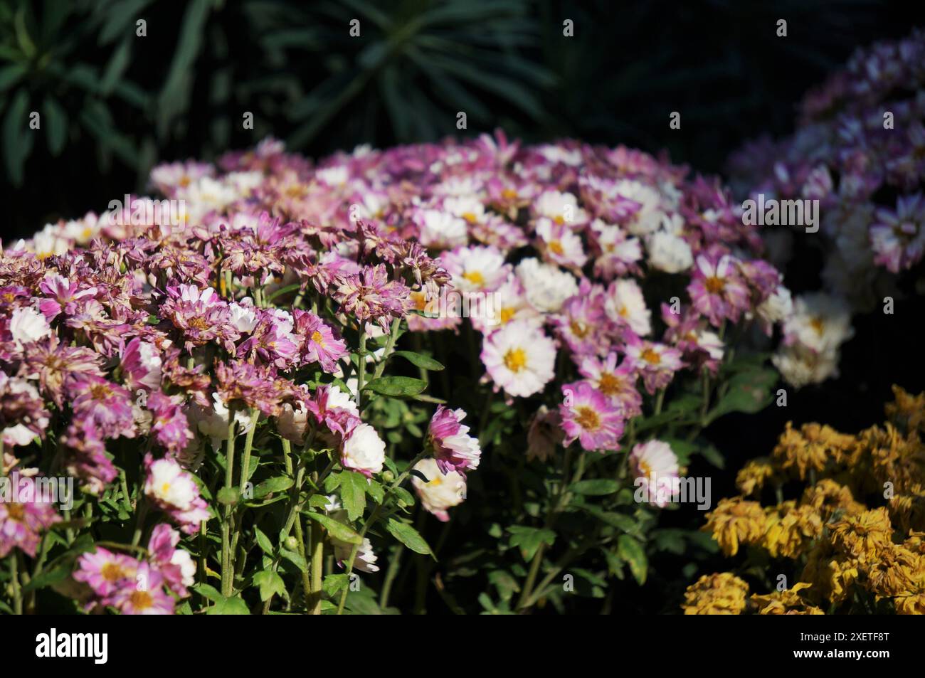 Santa barbara flora hi-res stock photography and images - Alamy