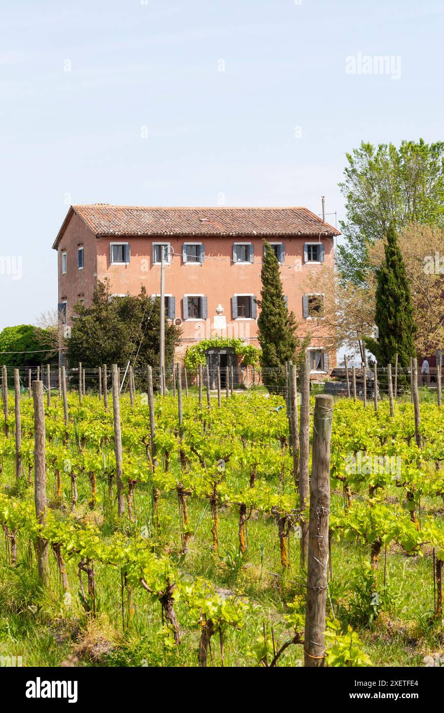 Venetian wine production hi-res stock photography and images - Alamy