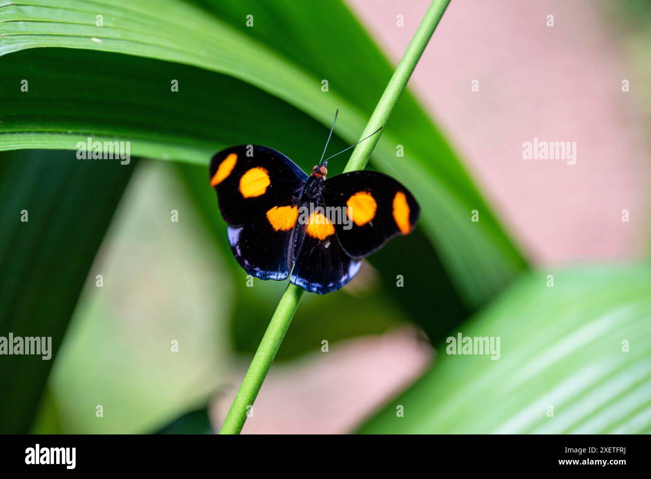 Catonephele numilia, the blue-frosted banner, blue-frosted Catone ...