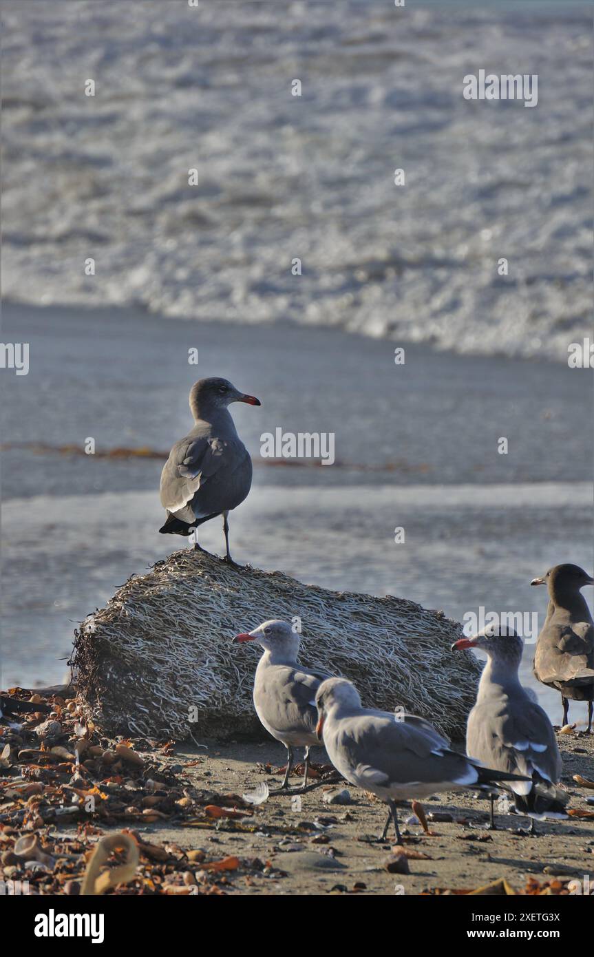 California migration hi-res stock photography and images - Alamy