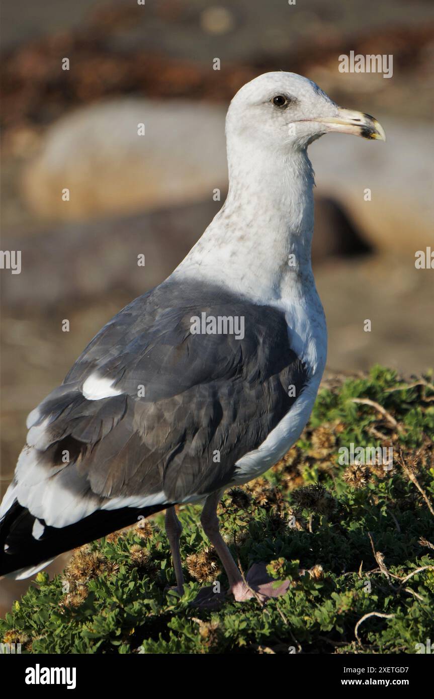 California migration hi-res stock photography and images - Alamy