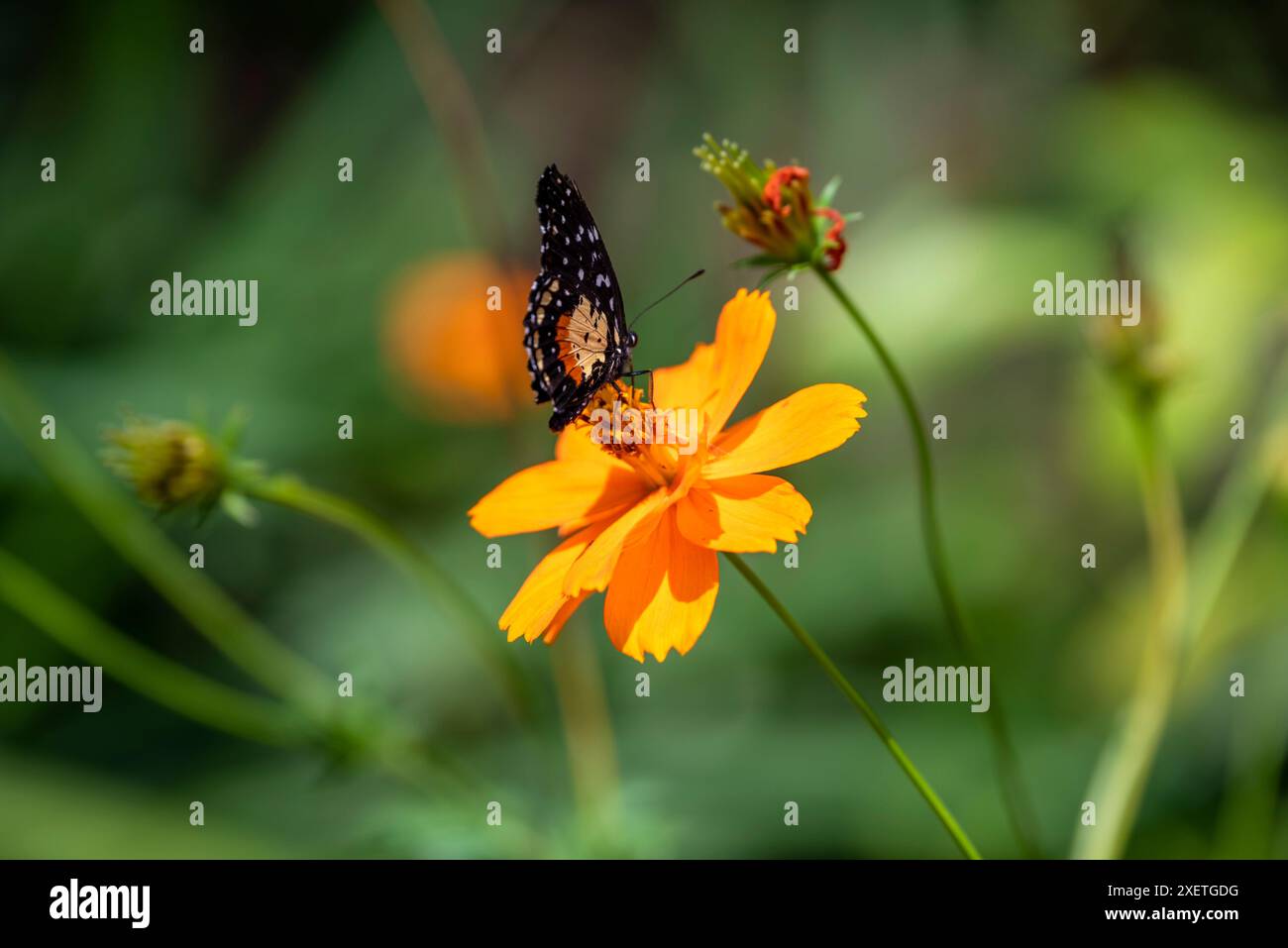 Chlosyne janais, the crimson patch or janais patch butterfly, Spirogyra ...