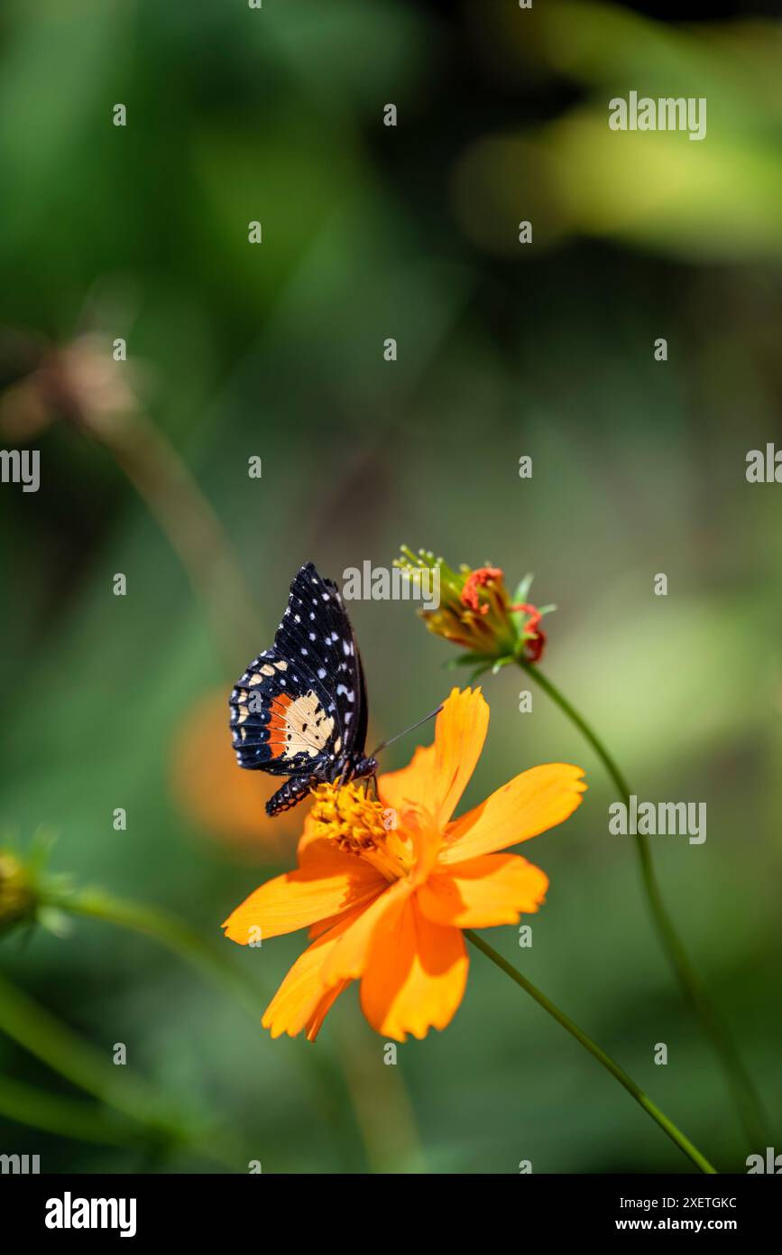 Janais patch butterfly hi-res stock photography and images - Alamy