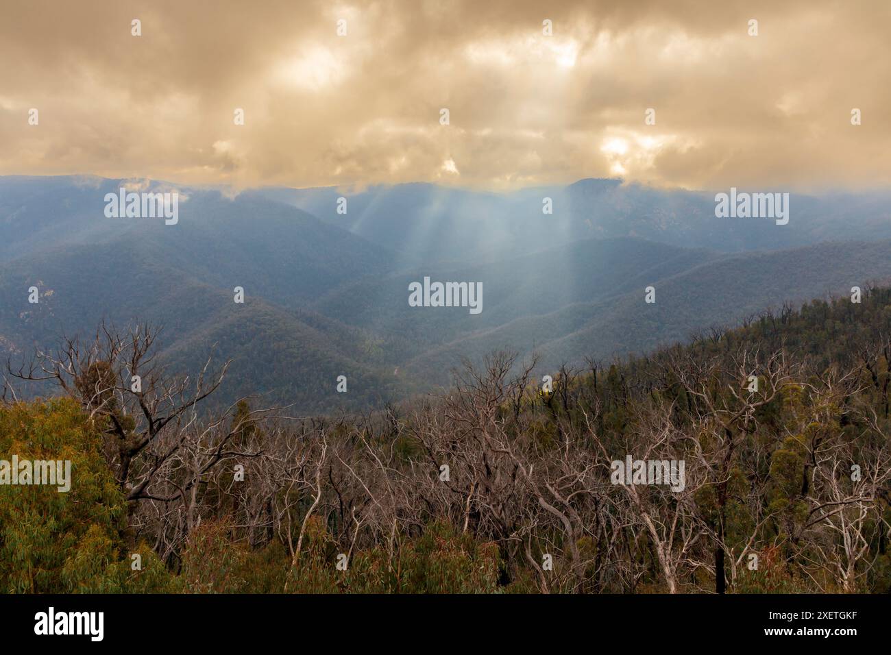 Photograph of the Snowy Mountains region at sunrise in Kosciuszko ...