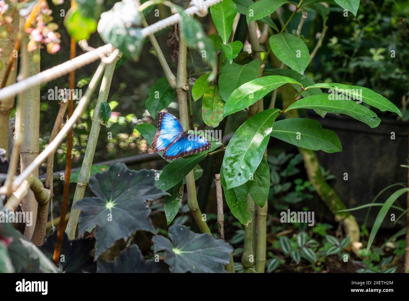 Morpho helenor, the Helenor blue morpho or common blue morpho, is a ...