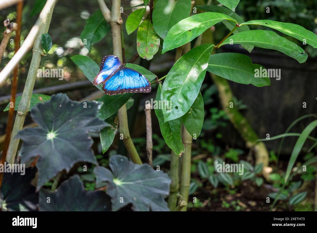 Morpho helenor, the Helenor blue morpho or common blue morpho, is a ...