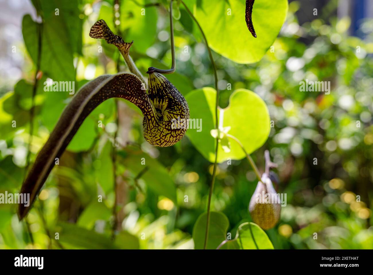 Pitcher plants is a carnivorous plants that have modified leaves known ...