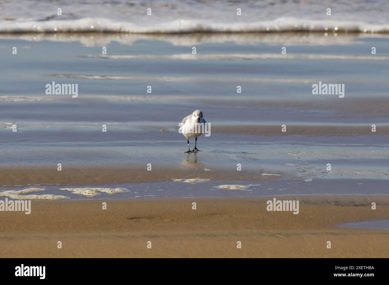 White sanderling at the beach Stock Photo - Alamy