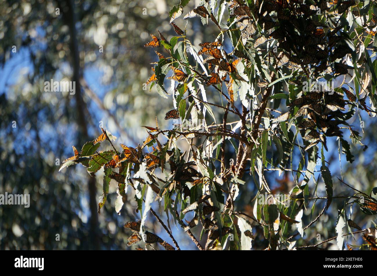 Monarch butterflies at Pismo Beach Stock Photo - Alamy