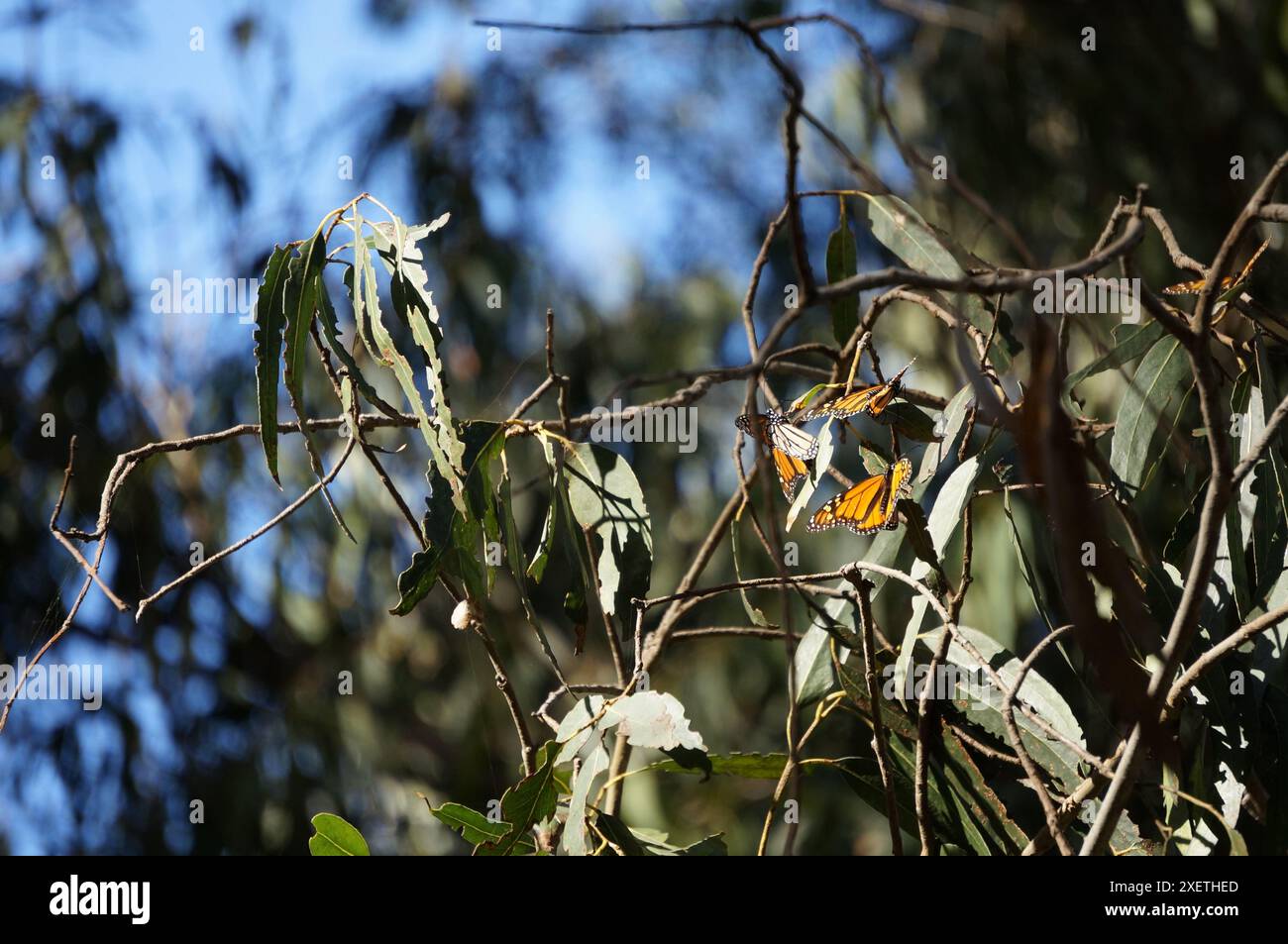 Monarch butterflies at Pismo Beach Stock Photo - Alamy