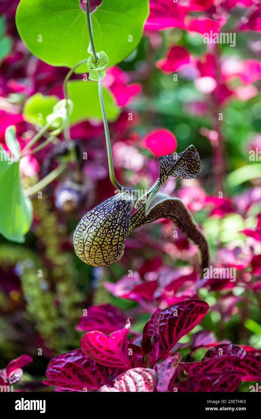 Pitcher plants is a carnivorous plants that have modified leaves known ...