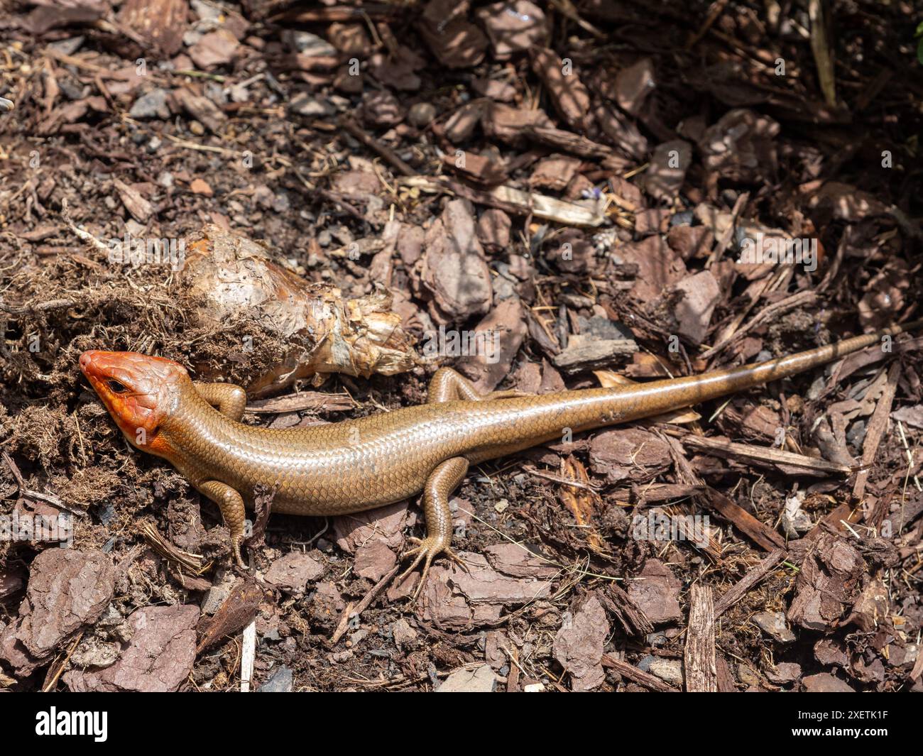 A broad-headed skink, its vivid red head gleaming, seen from above ...