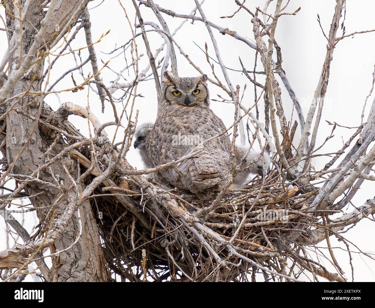 A Great Horned Owl with two owlets in her nest turns her head ...
