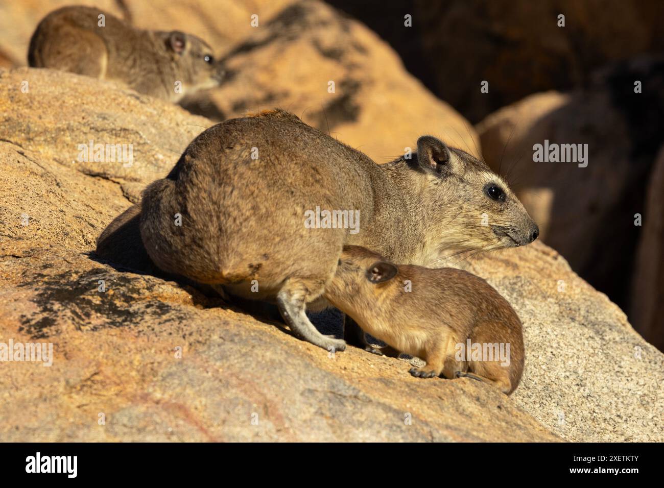 A mother Bush Hyrax suckles her youngster. The young stay in creches ...