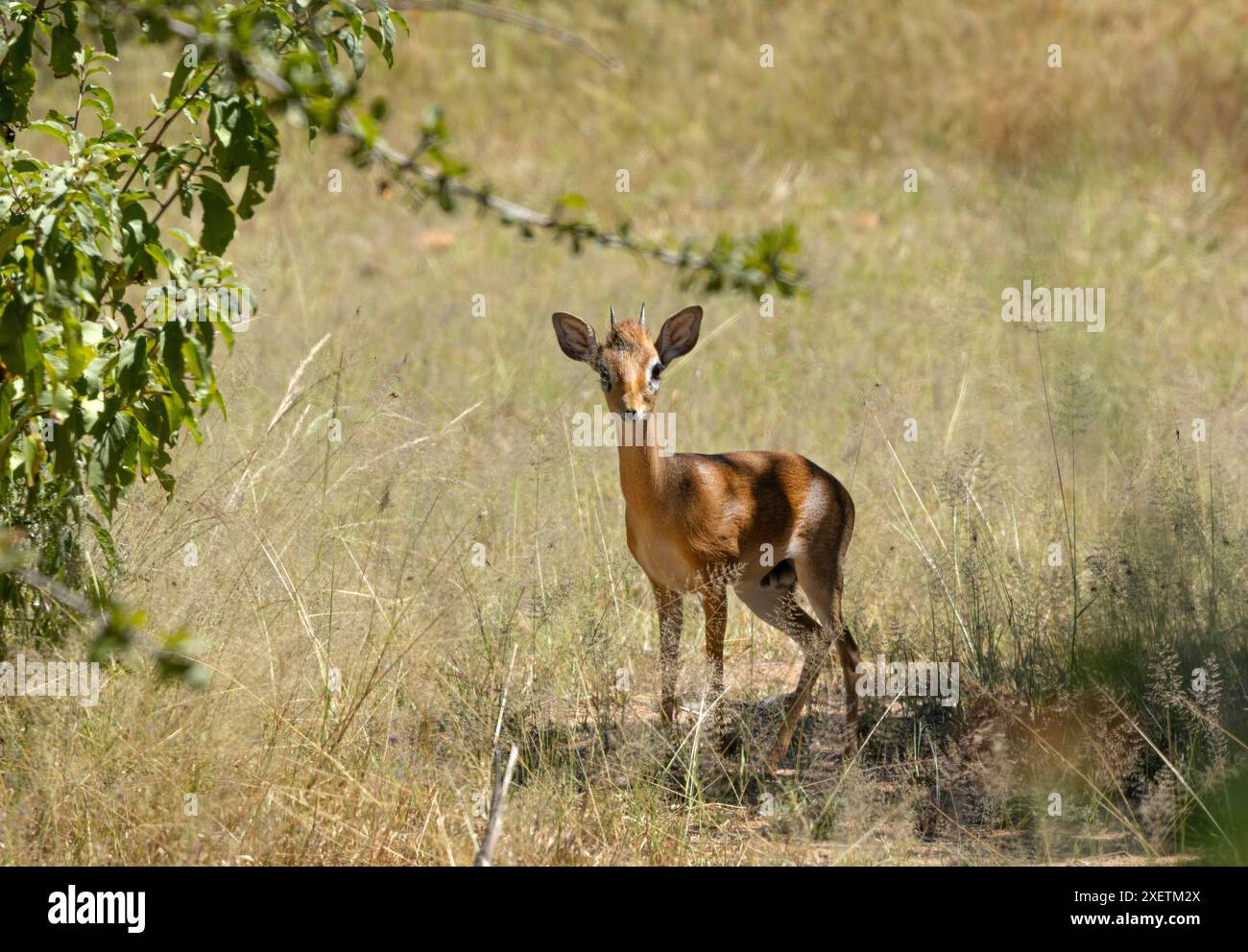 Poor colour perception hi-res stock photography and images - Alamy