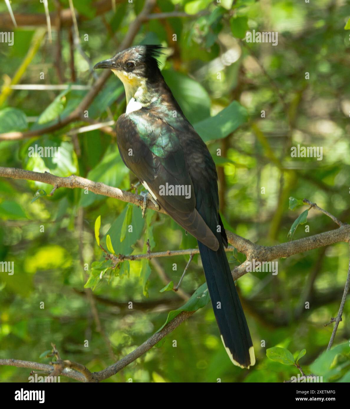 Brood parasite breeder hi-res stock photography and images - Alamy