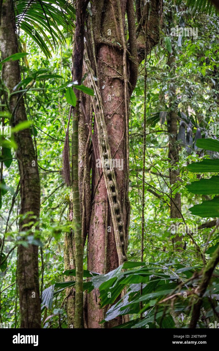 Natural ladder winding on a tree trunk in the rainforest, Arenal ...