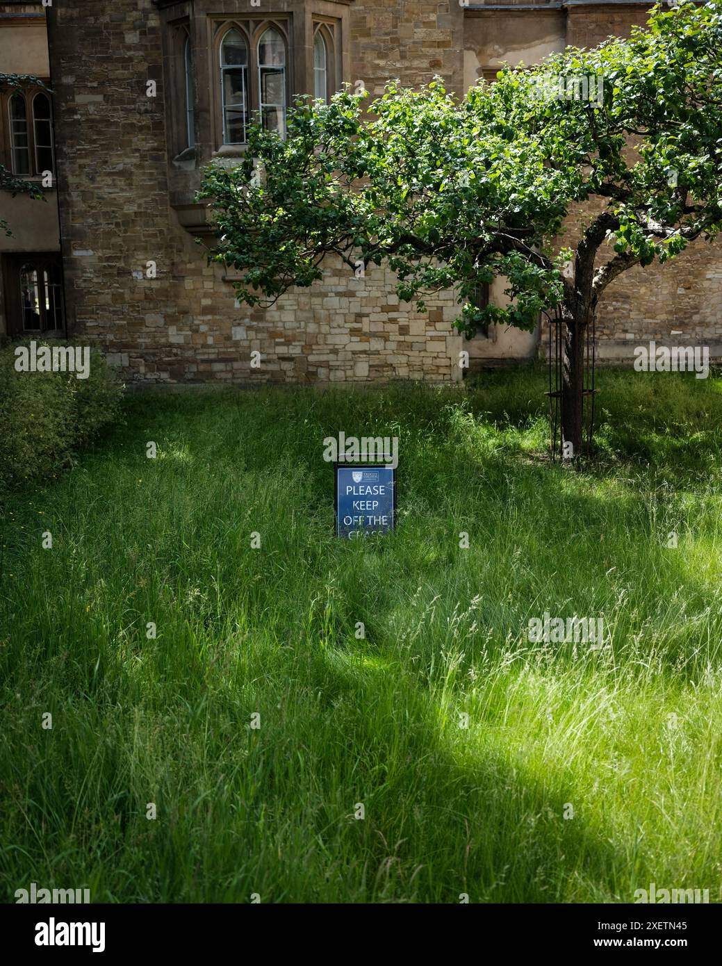 Cambridge University Trinity College - Newtons Apple Tree Stock Photo ...