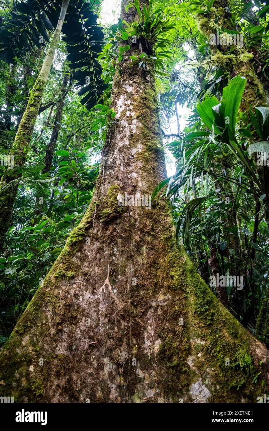 Tree trunk, Mistico, Arenal Hanging Bridges Park, Costa Rica, Central ...