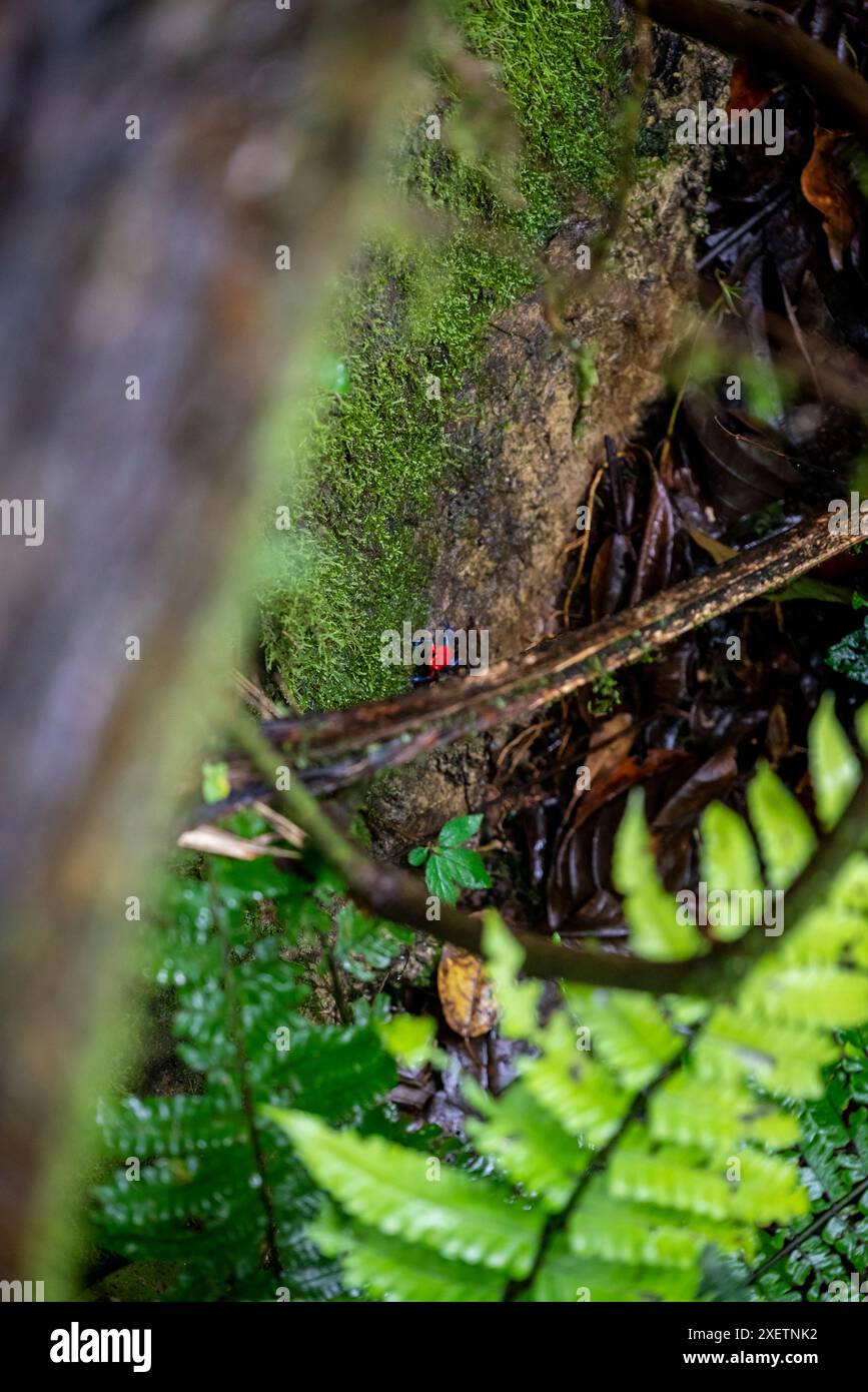 Strawberry Poison Dart Frog, Mistico Hanging Bridge Park, Costa Rica ...