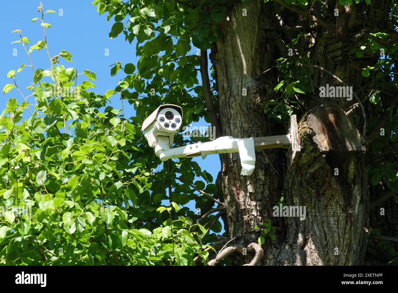 Sense of natural camouflage hi-res stock photography and images - Alamy
